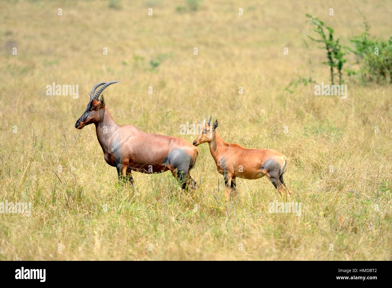 Topi (Damaliscus lunatus jimela), female and young in the savanna ...