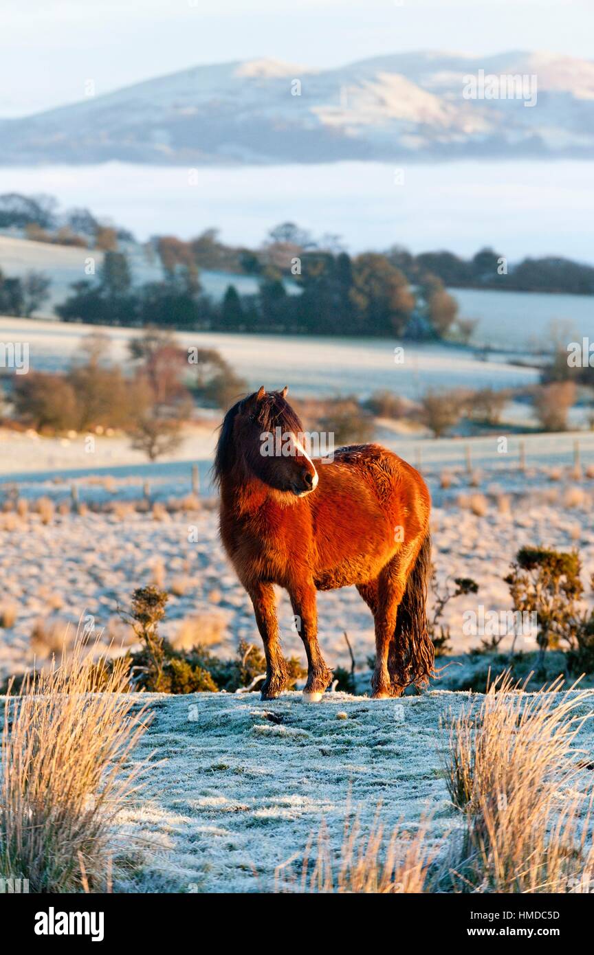 Welsh mountain ponies winter hi-res stock photography and images - Alamy