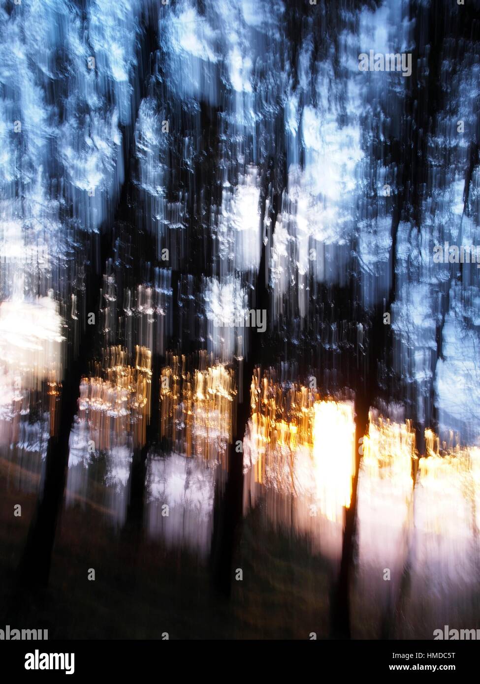 Silver fir forest abies alba hi-res stock photography and images - Alamy