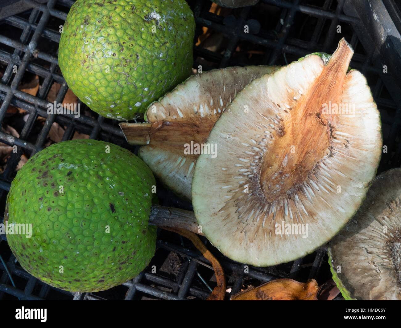 Island Breadfruit High Resolution Stock Photography and Images - Alamy