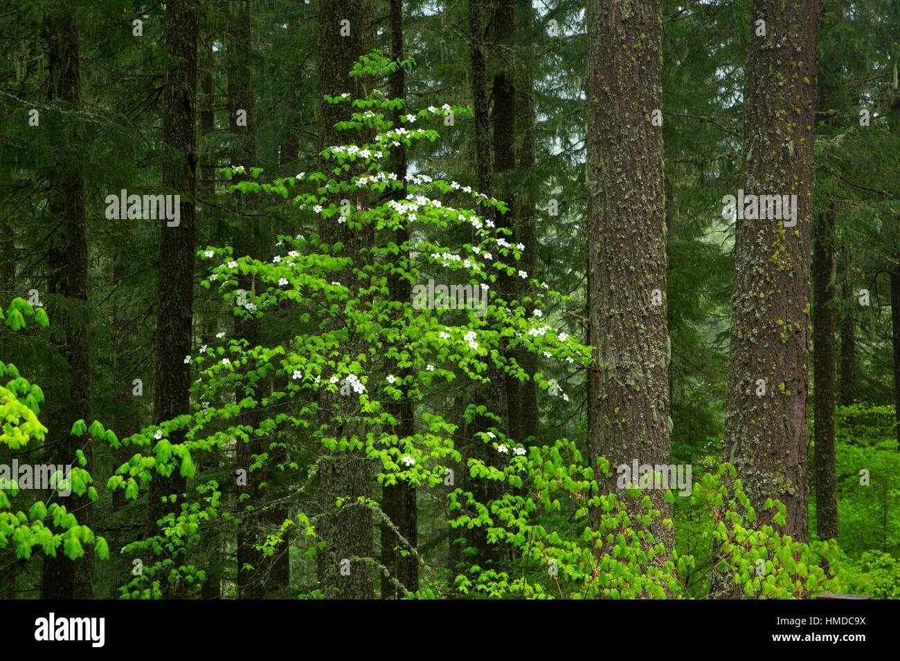 Dogwood Tree Trunk High Resolution Stock Photography and Images - Alamy