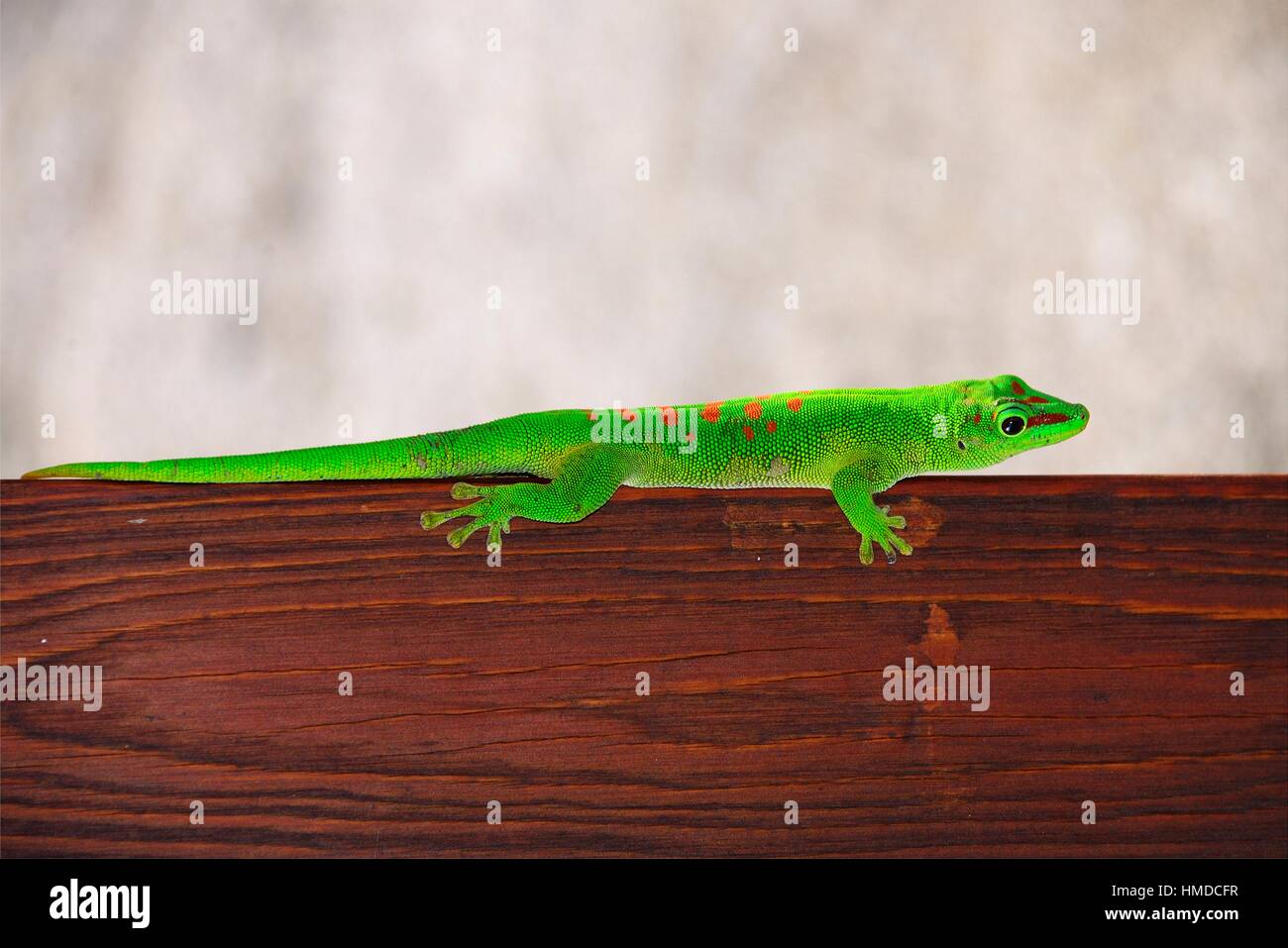Mauritius gecko hi-res stock photography and images - Alamy