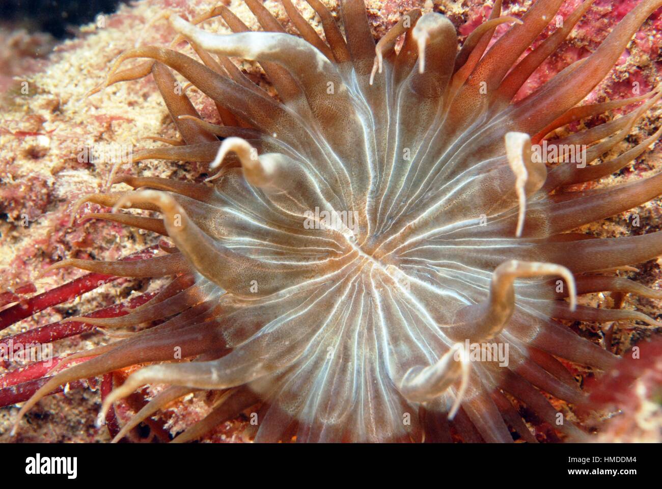 Living in a sea anemone hi-res stock photography and images - Alamy