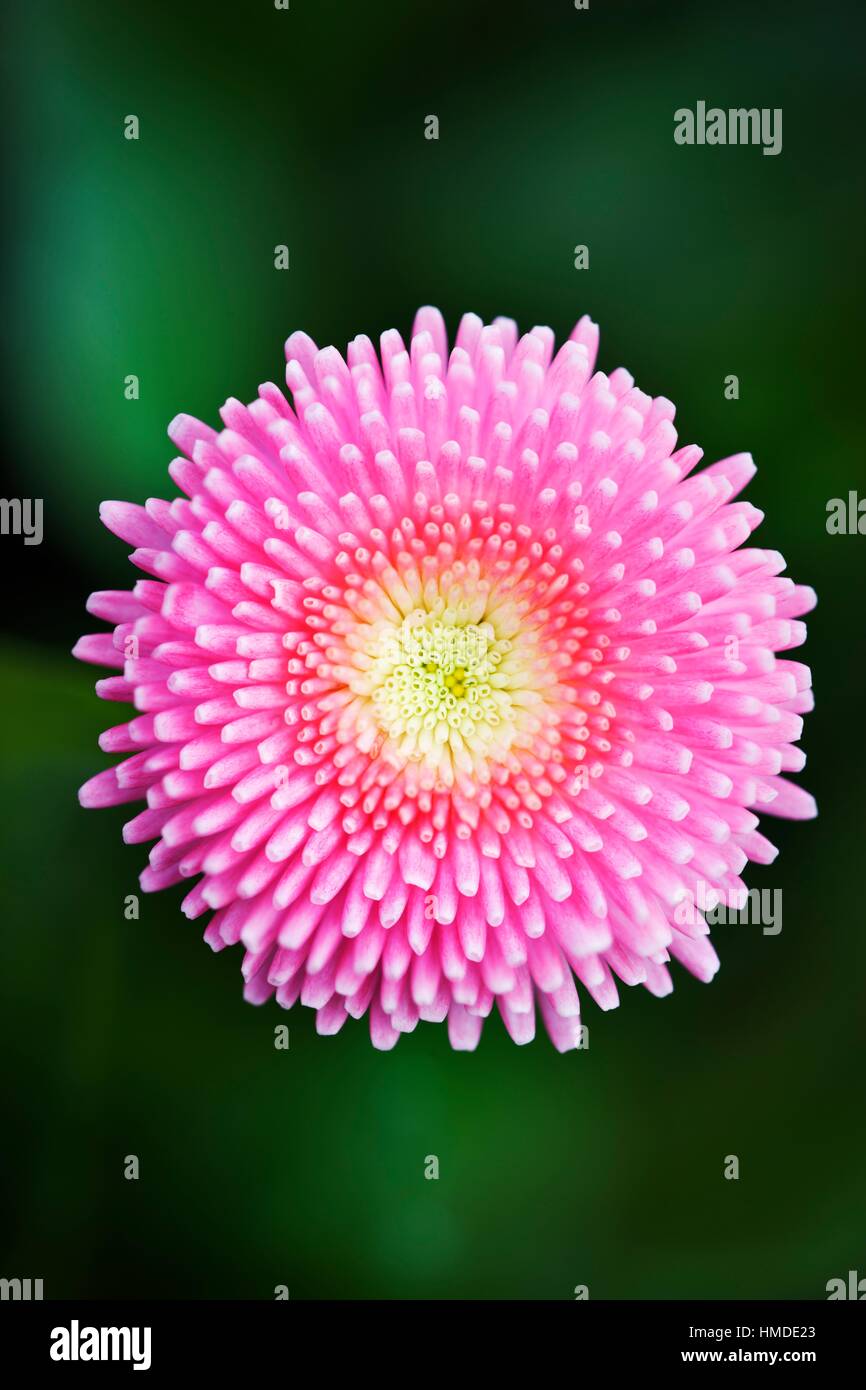 Bellis perennis variety Bellissima Rose Stock Photo - Alamy