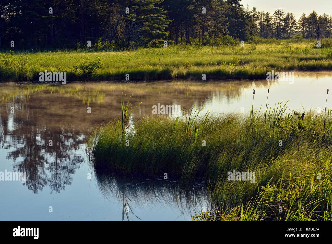 Seney wetlands in early summer, Seney NWR, Seney, USA Stock Photo - Alamy