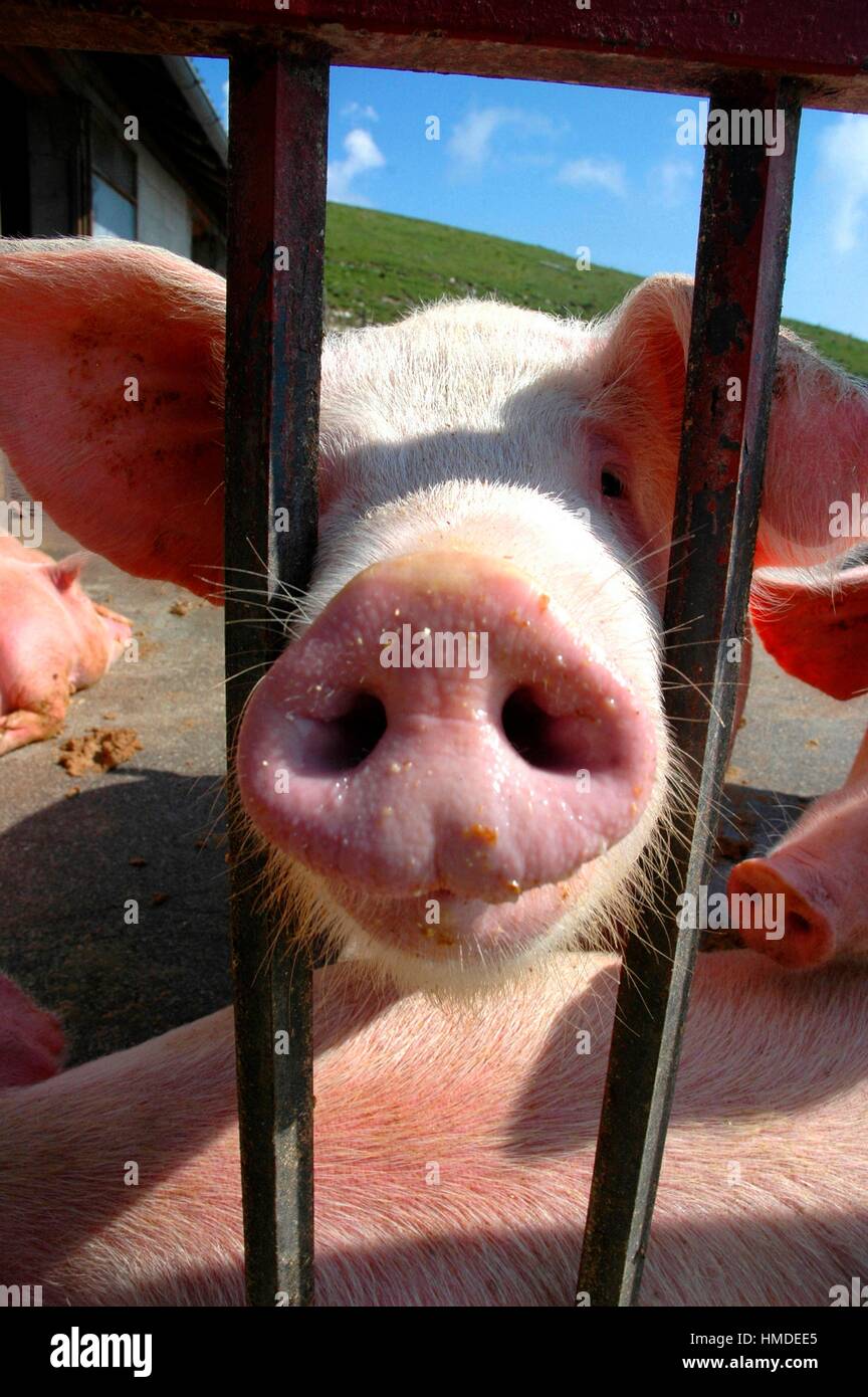Snout of a domestic pig hi-res stock photography and images - Alamy