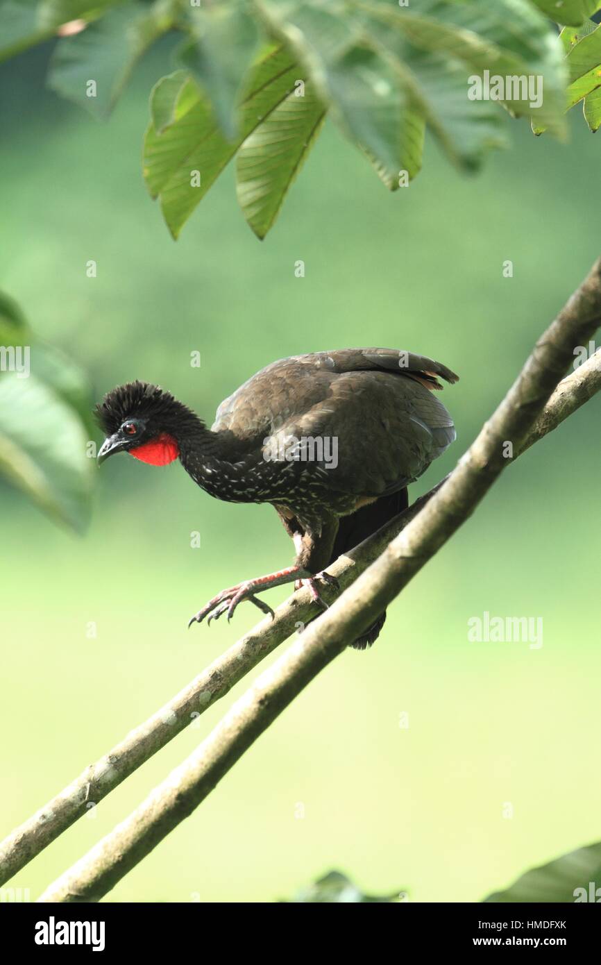Pava Crestada (Crested Guan) en el Parque Nacional Volcan Arenal, Costa ...