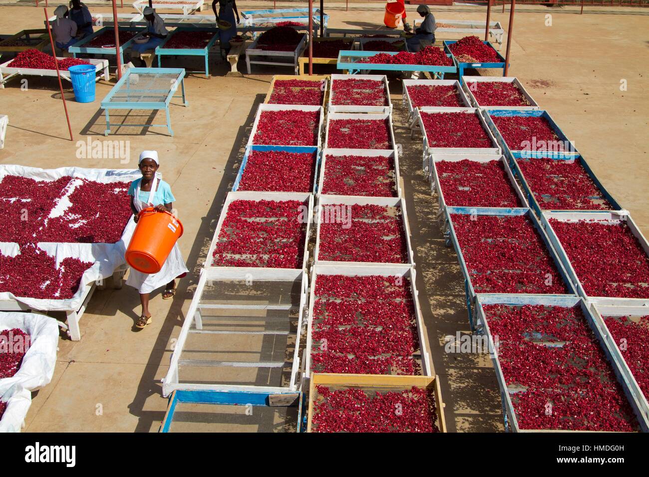 Hibiscus Farm High Resolution Stock Photography and Images - Alamy