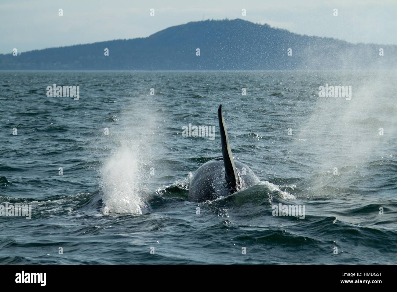 Haro strait victoria canada hi-res stock photography and images - Alamy