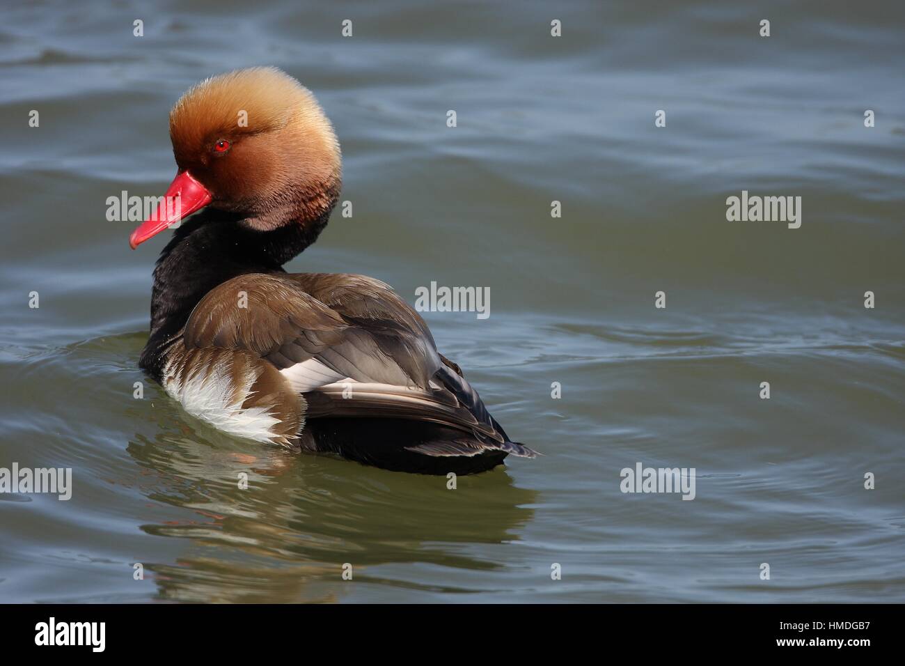 Pato de color hi-res stock photography and images - Alamy