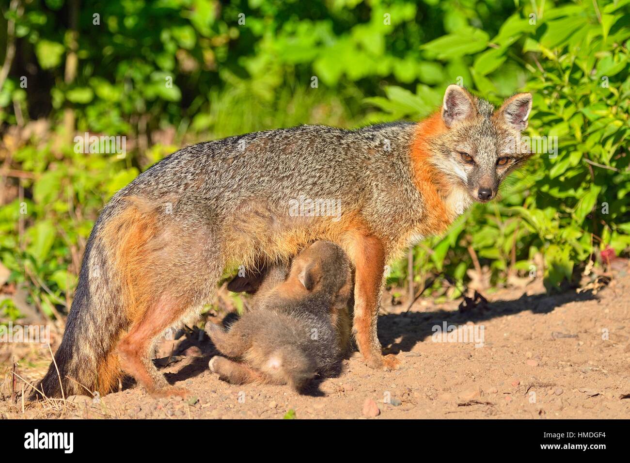 Grey Fox Kit
