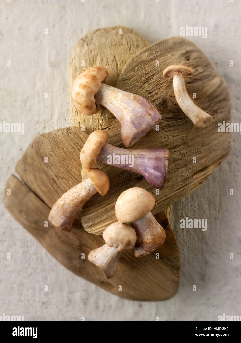 Fresh blewitt mushrooms hi-res stock photography and images - Alamy