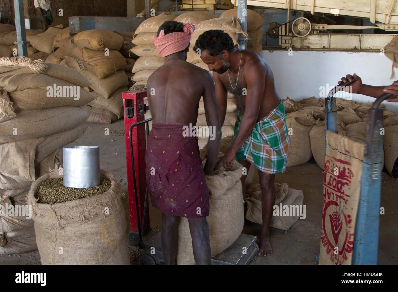 Coffee processing, weighing sacks, Gundlupet, Karnataka, India Stock ...
