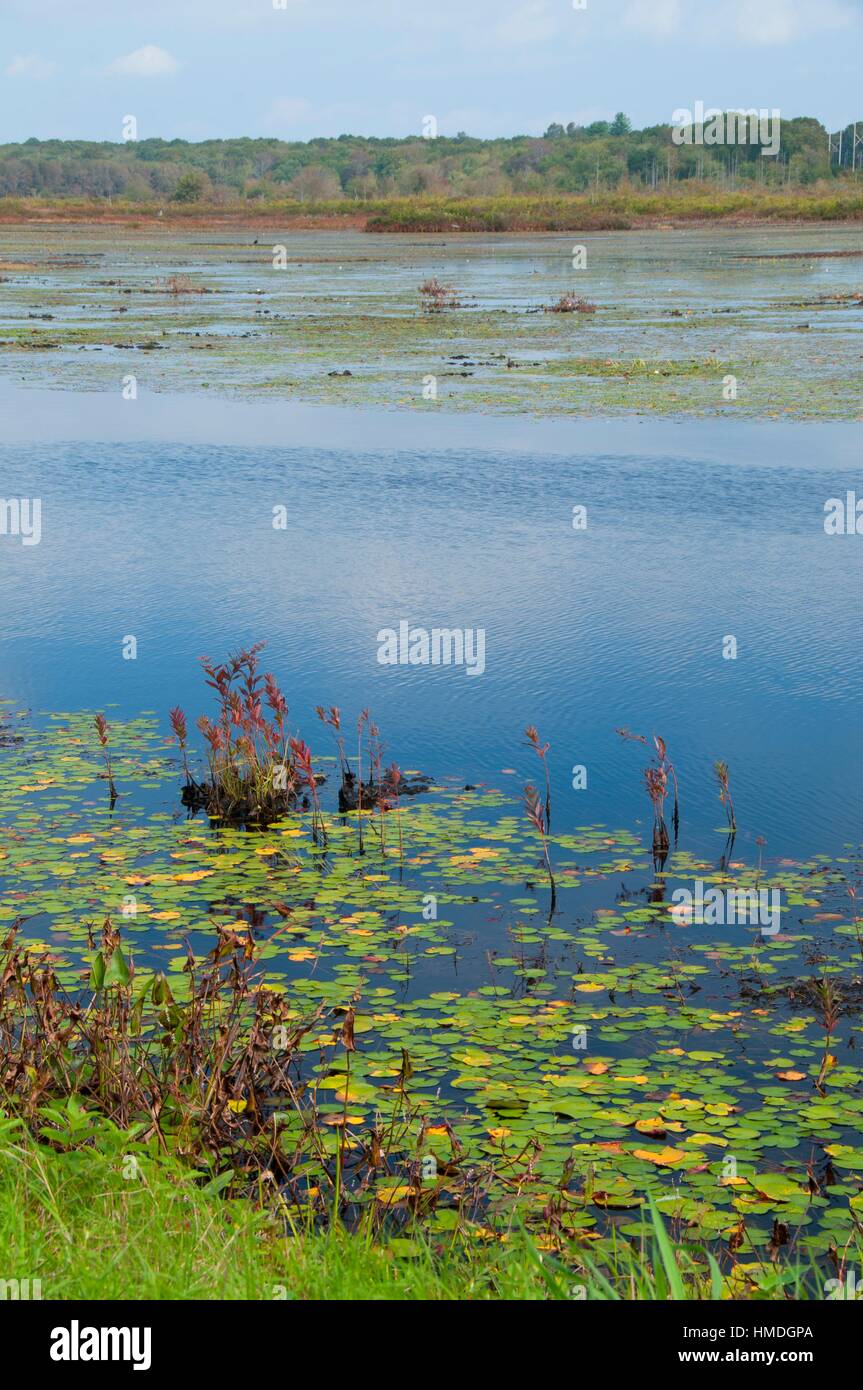 Great swamp rhode island hi-res stock photography and images - Alamy