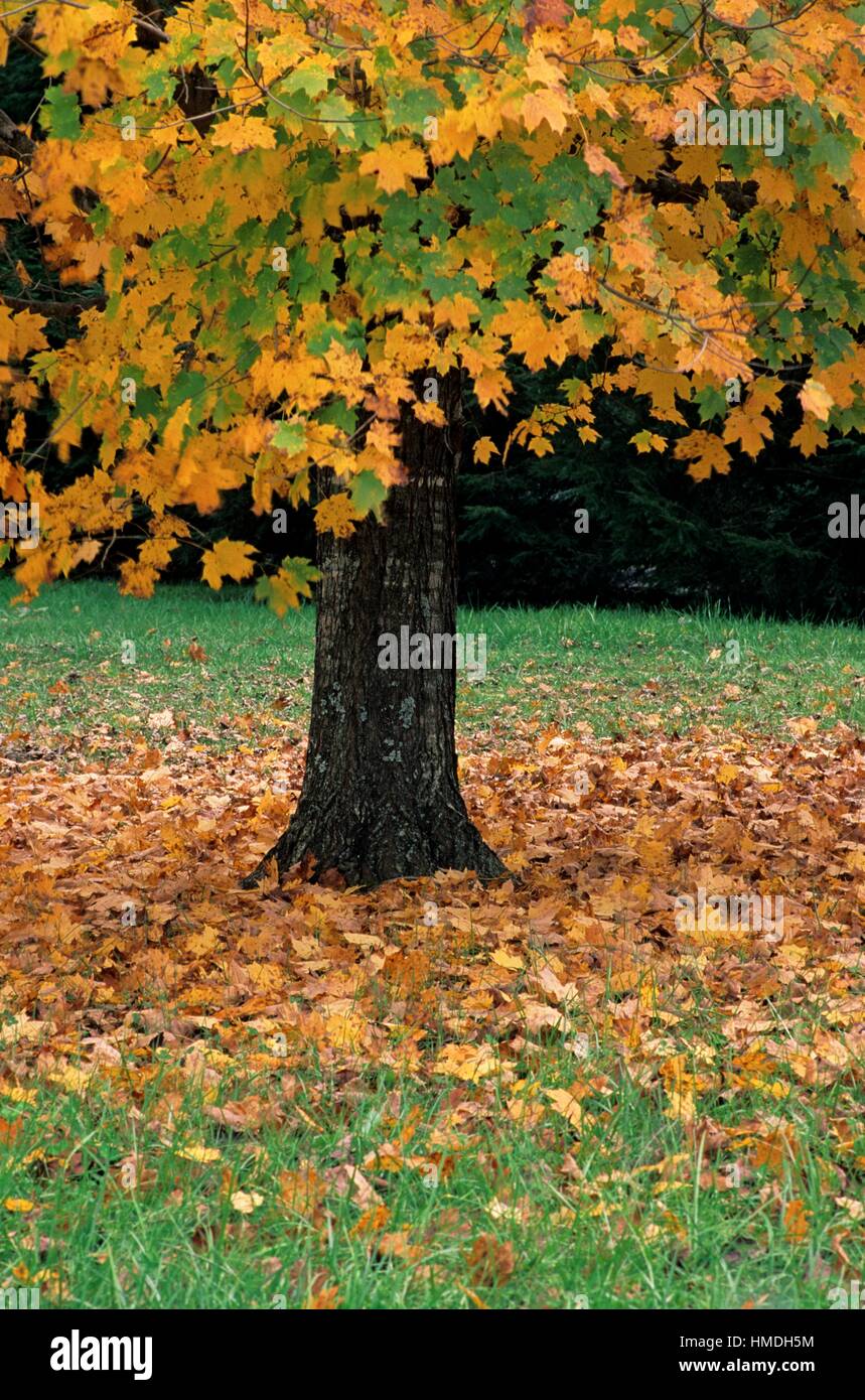 Great maple tree hi-res stock photography and images - Alamy