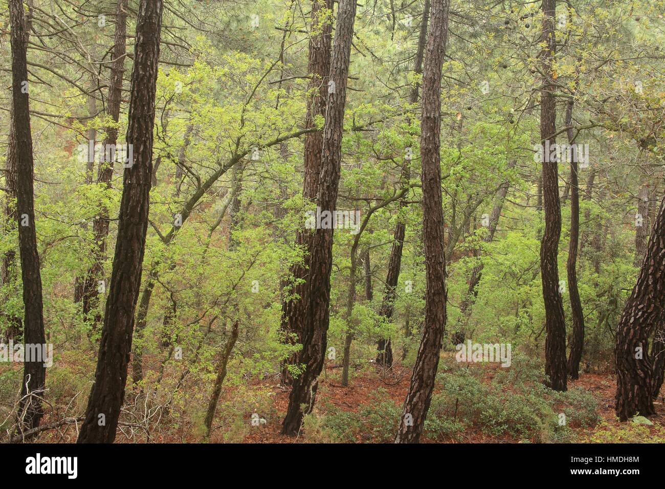 Pinus pina hi-res stock photography and images - Alamy