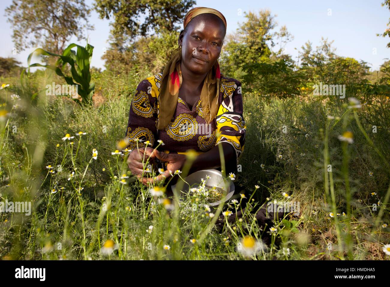 African woman harvesting hi-res stock photography and images - Alamy