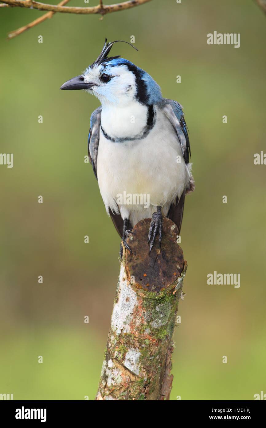 White-throated magpie-jay (Calocitta formosa), Volcán Arenal National ...