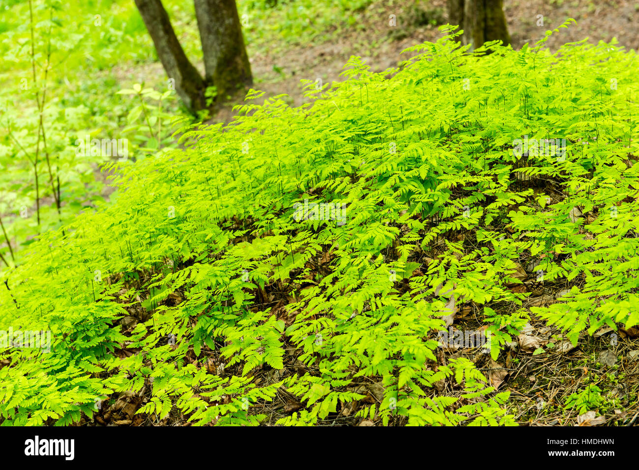 Green spring foliage in country with flowers and water drops Stock ...