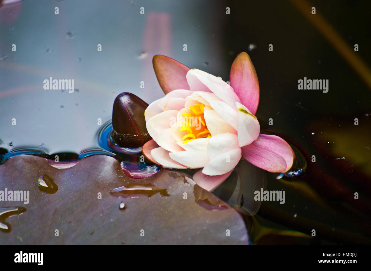 pink and white lotus flower floating on still water of a lake Stock ...