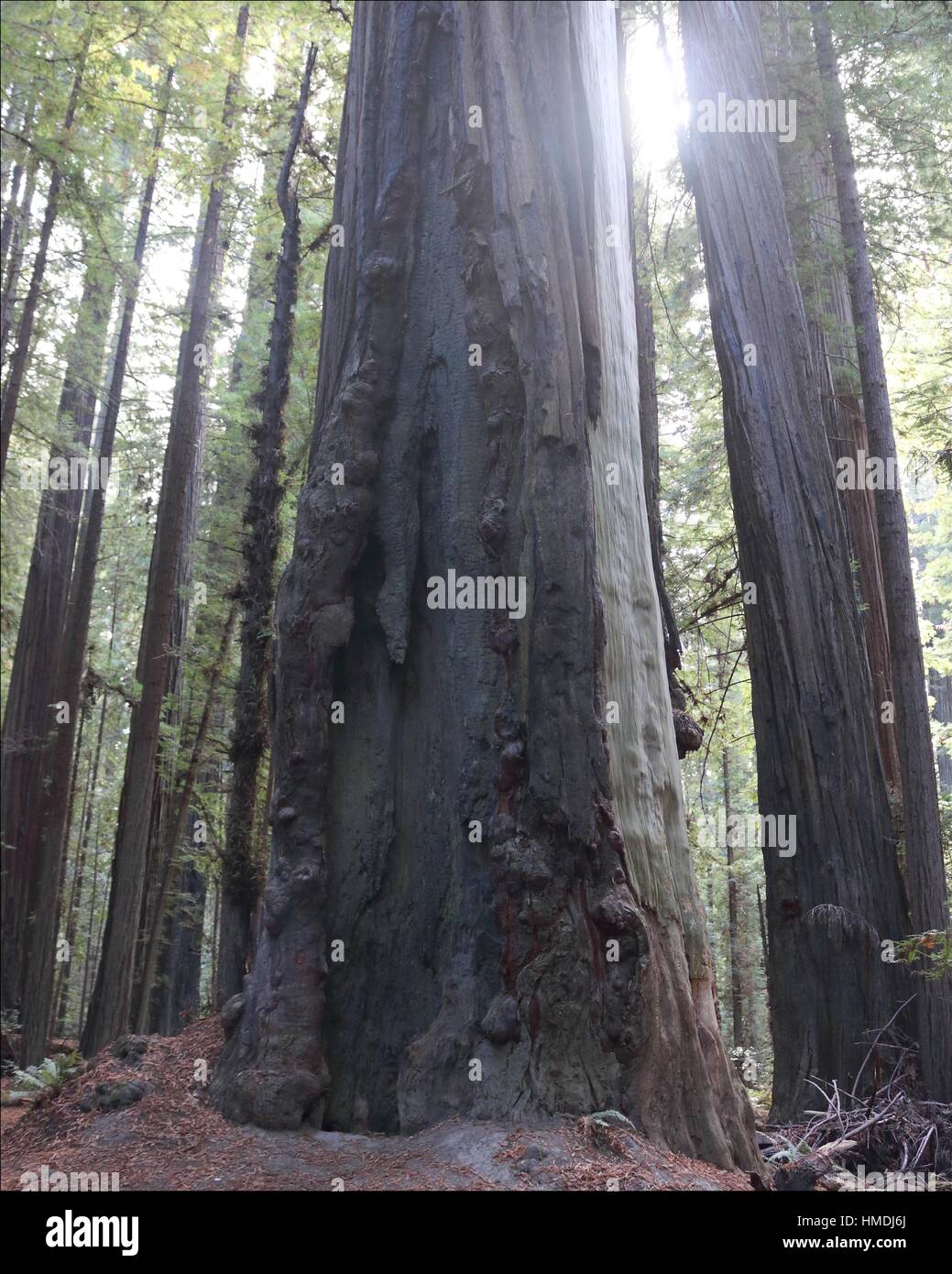 Redwood stands hi-res stock photography and images - Alamy