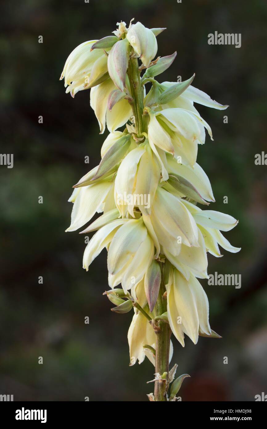 Yucca along bell rock pathway hi-res stock photography and images - Alamy