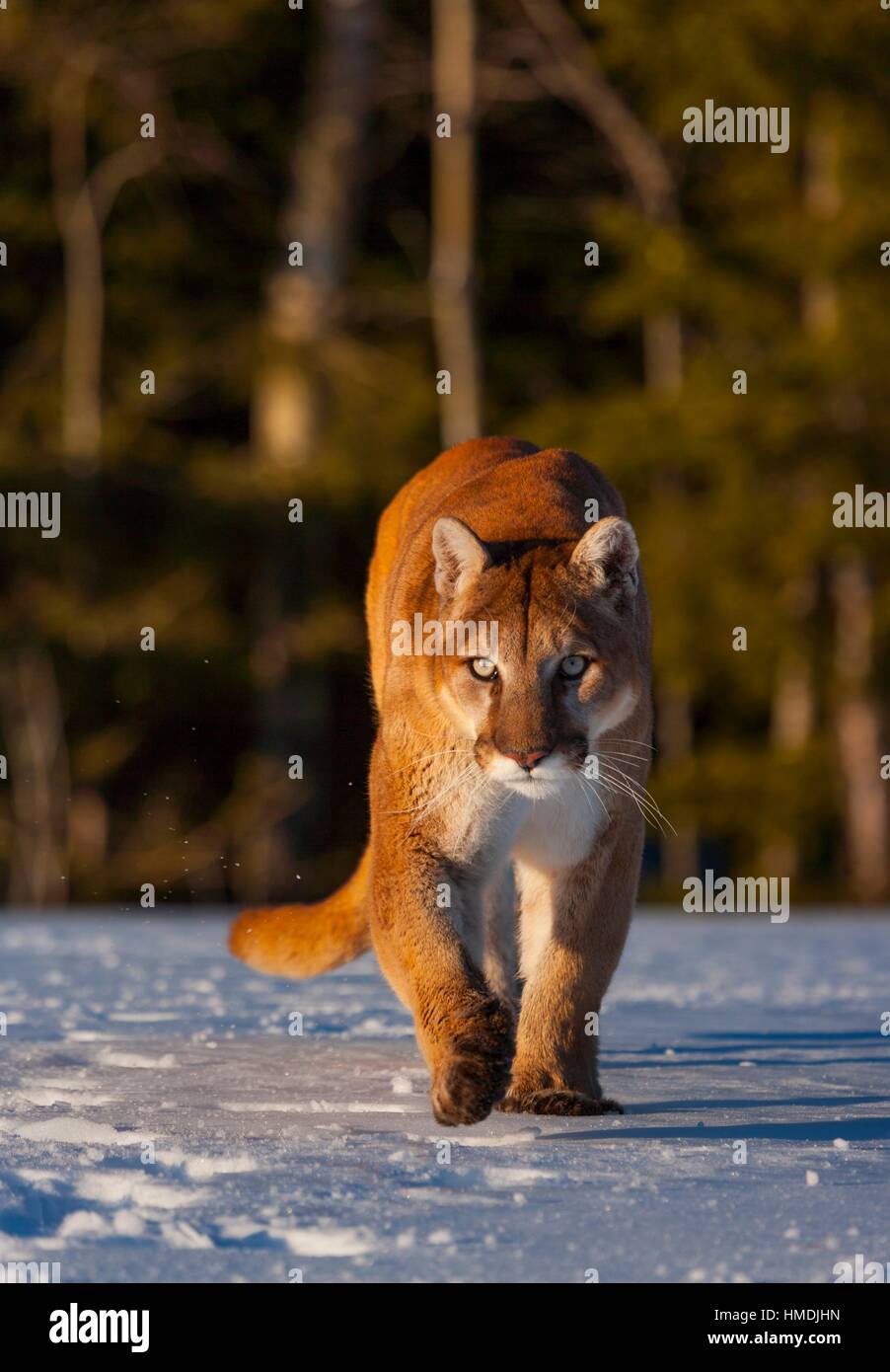 Also known as puma hi-res stock photography and images - Alamy