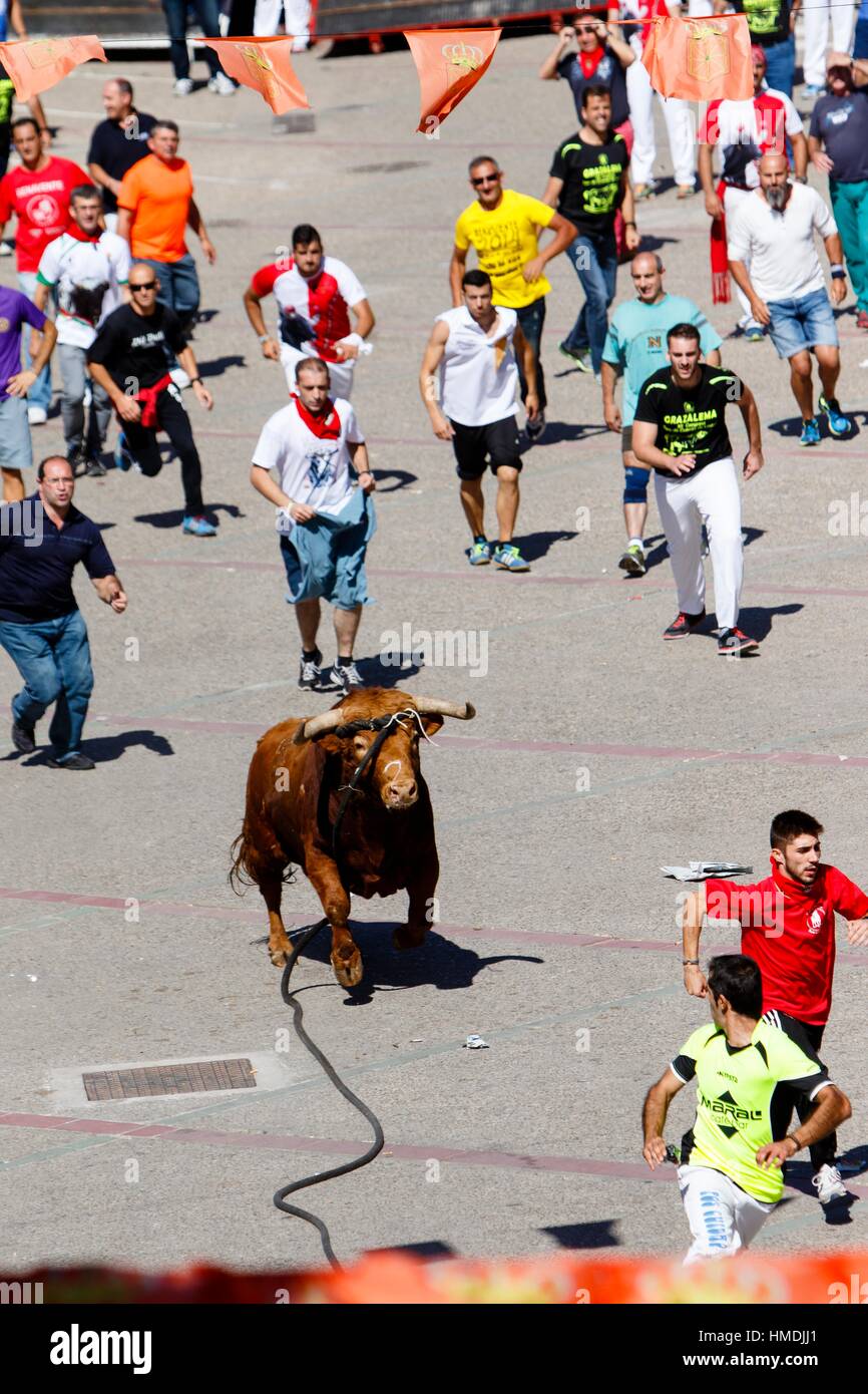 Bull with rope hi-res stock photography and images - Alamy