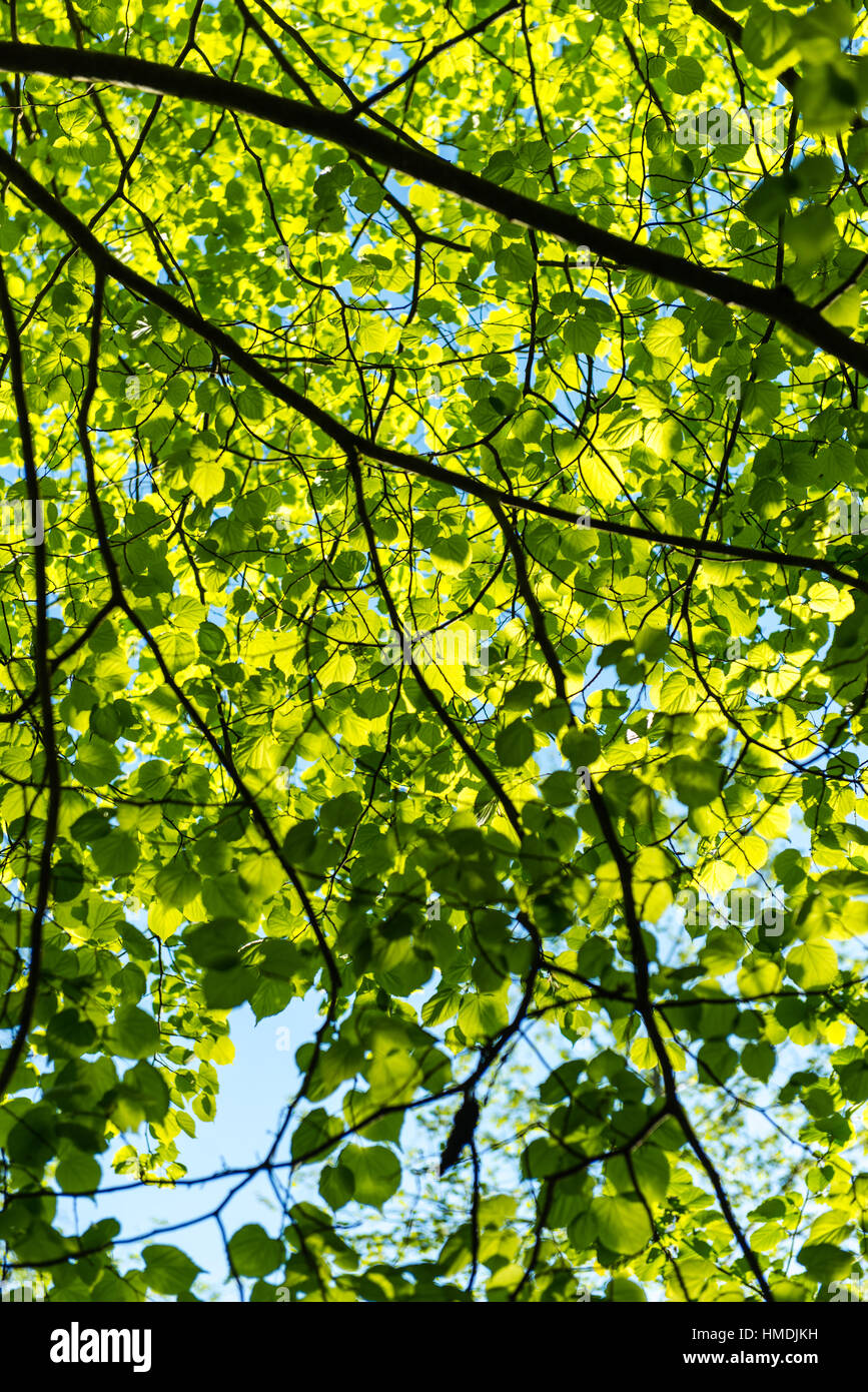 Green spring foliage in country with flowers and water drops Stock ...