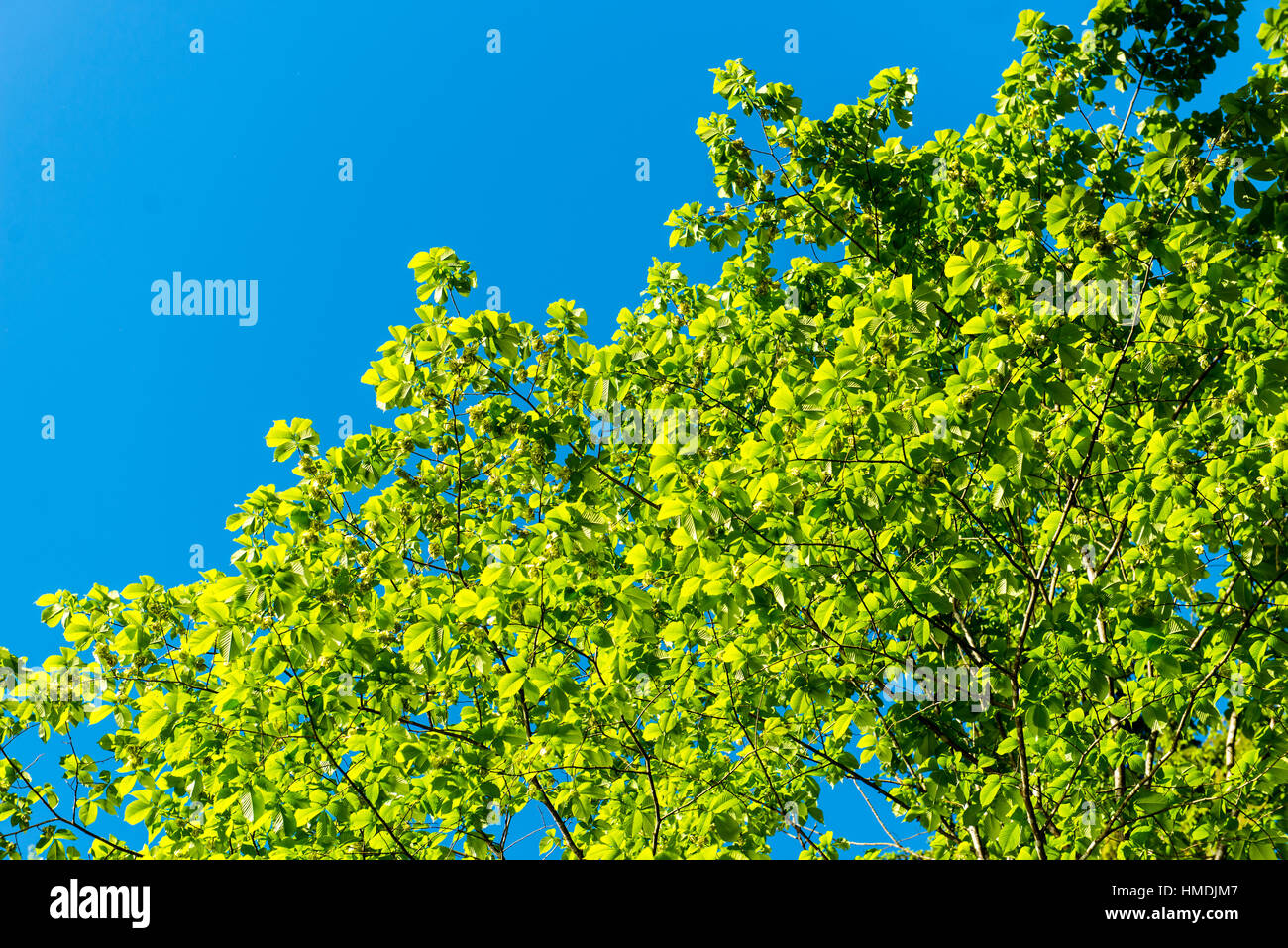 Green spring foliage in country with flowers and water drops Stock ...