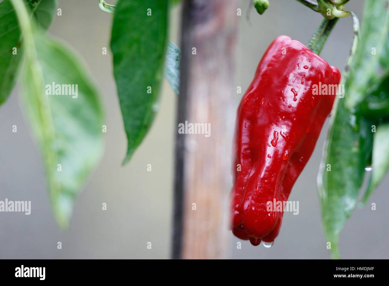 Variety Of Forms High Resolution Stock Photography and Images - Alamy