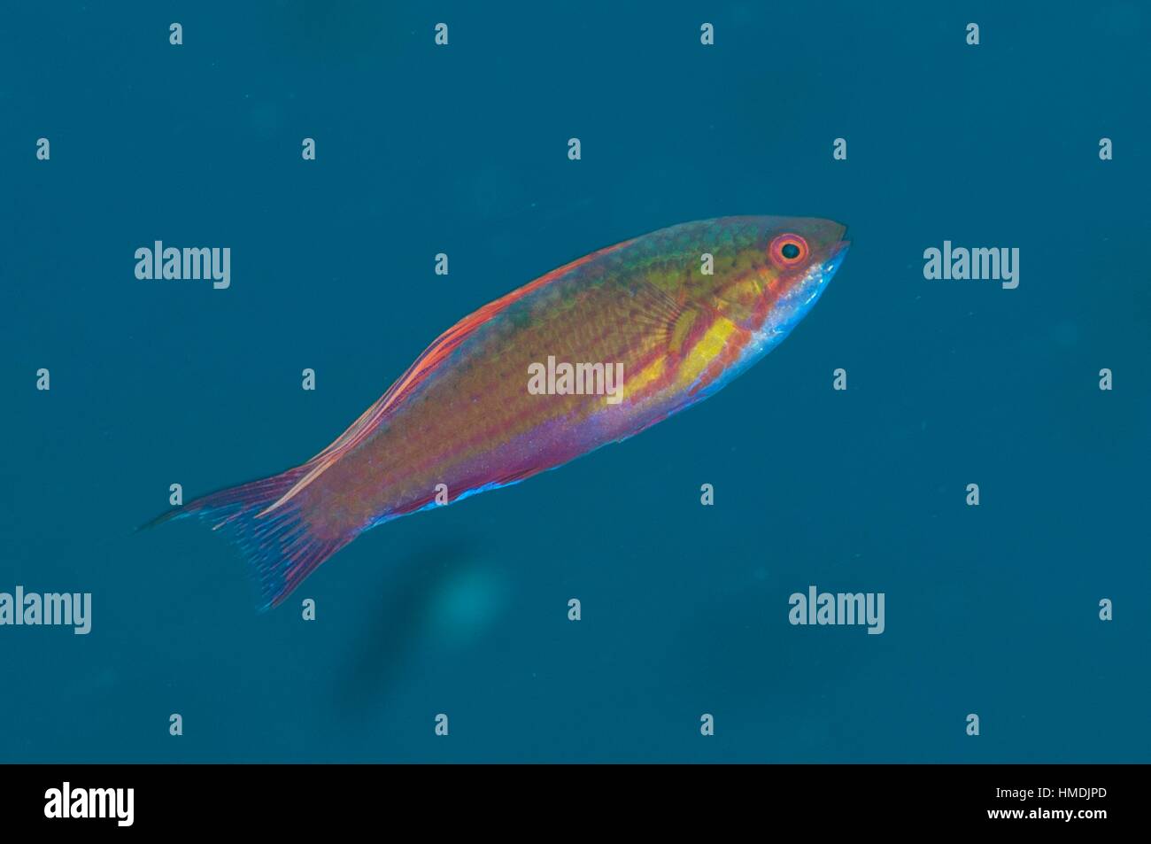 Algae patch hi-res stock photography and images - Alamy