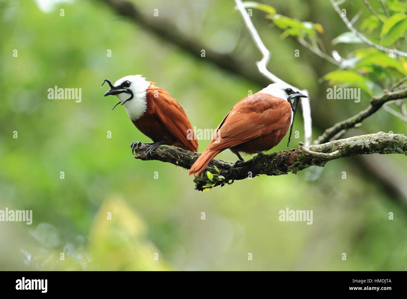 Procnias tricarunculatus hi-res stock photography and images - Alamy