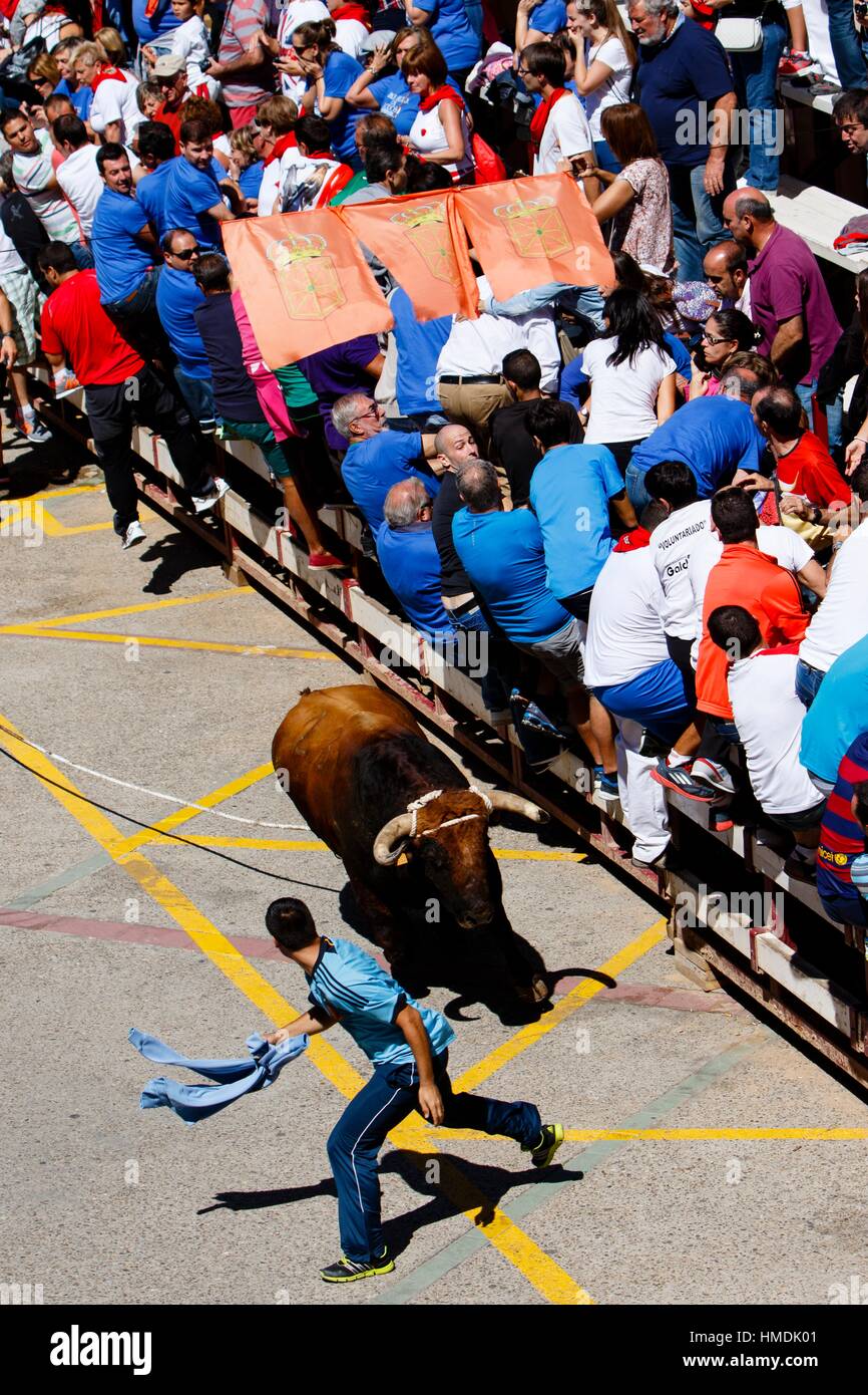 Bull with rope hi-res stock photography and images - Alamy