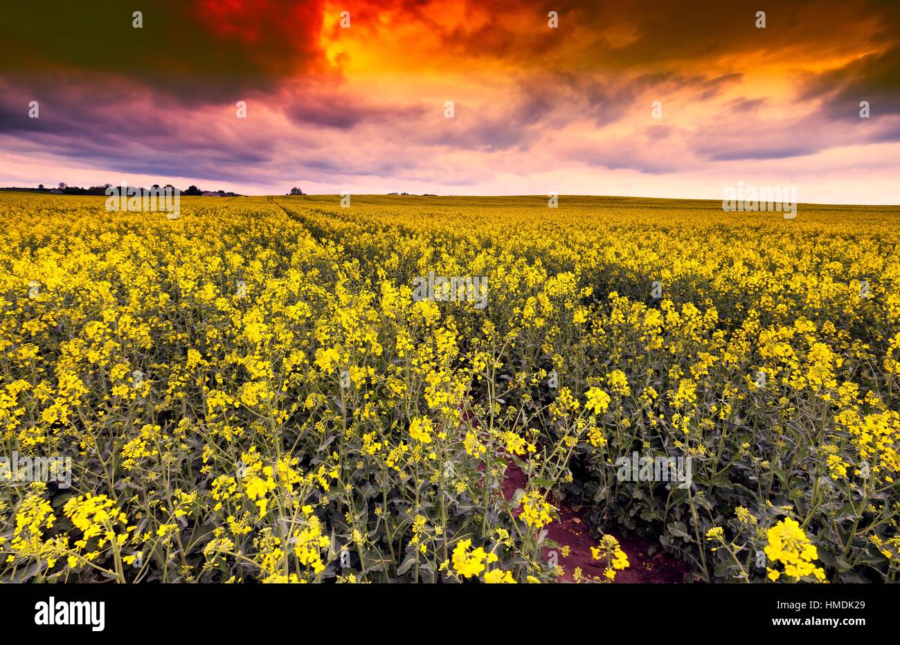 Blooming rape field under dramatic evening sky. Spring landscape Stock ...