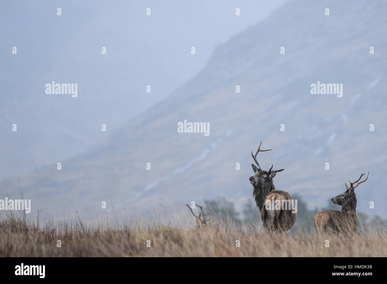 Red Stag Scotland Stock Photos & Red Stag Scotland Stock Images - Alamy