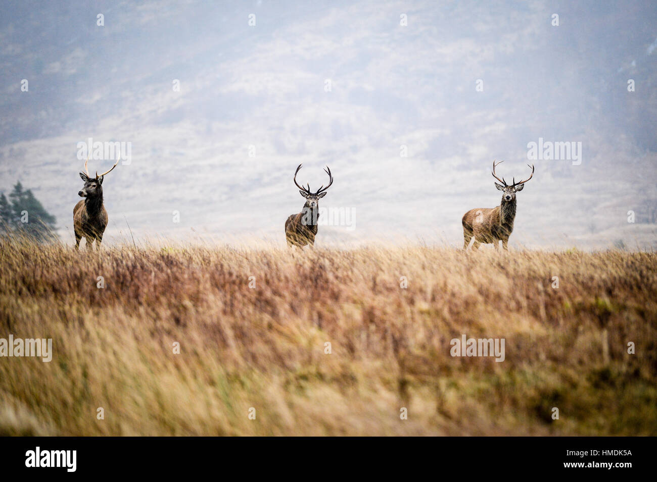 The monarch of the glen, three red deer stag's stands guard on a cold ...