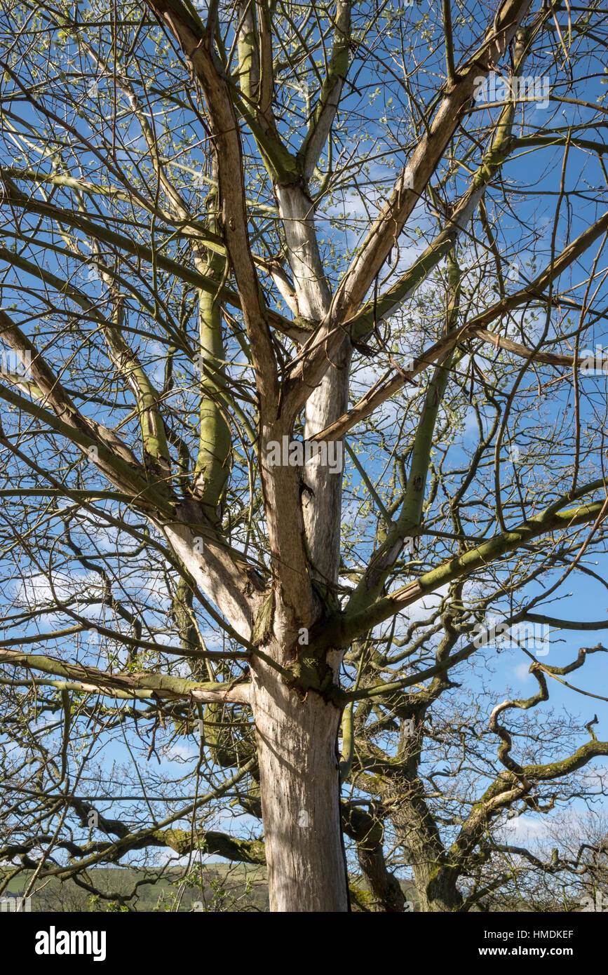 Damage on the trunk and branches of a Willow tree by Squirrels ...