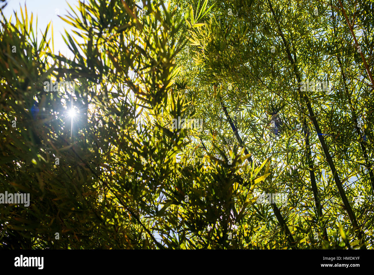 bamboo plants, view up Stock Photo - Alamy