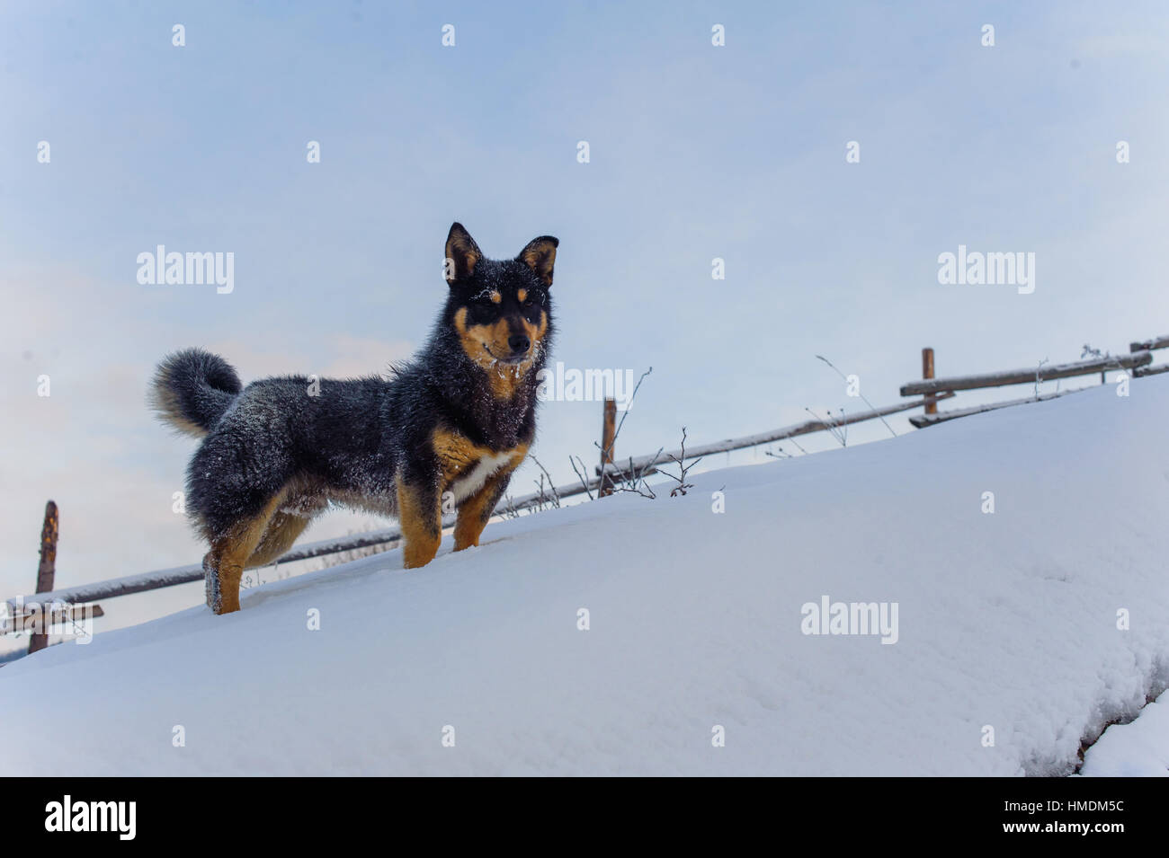 Puppy park fun hi-res stock photography and images - Alamy