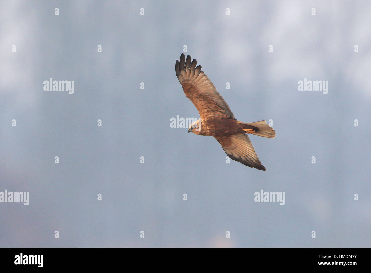 Female marsh harrier hi-res stock photography and images - Alamy