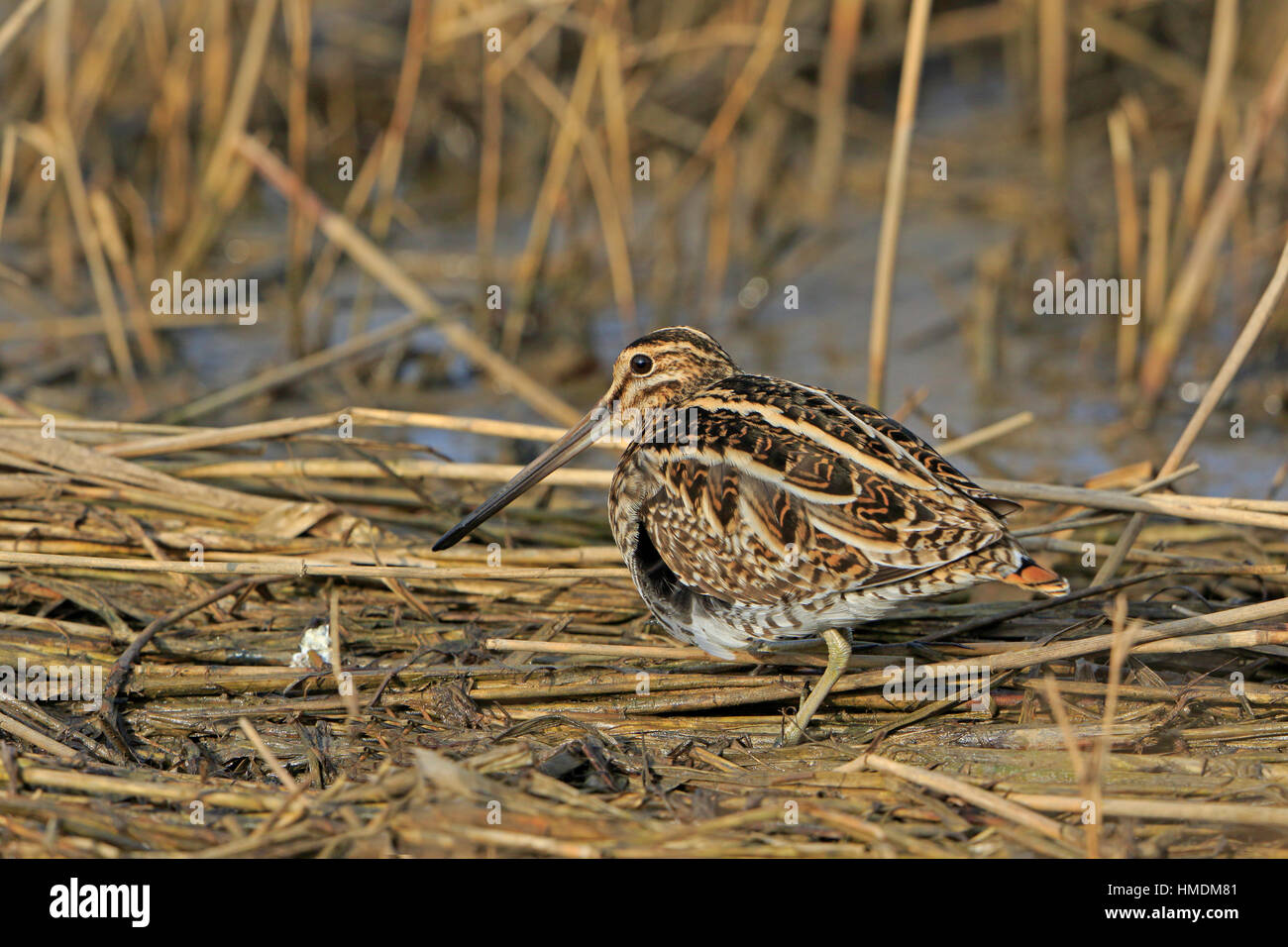 Snipe uk hi-res stock photography and images - Alamy