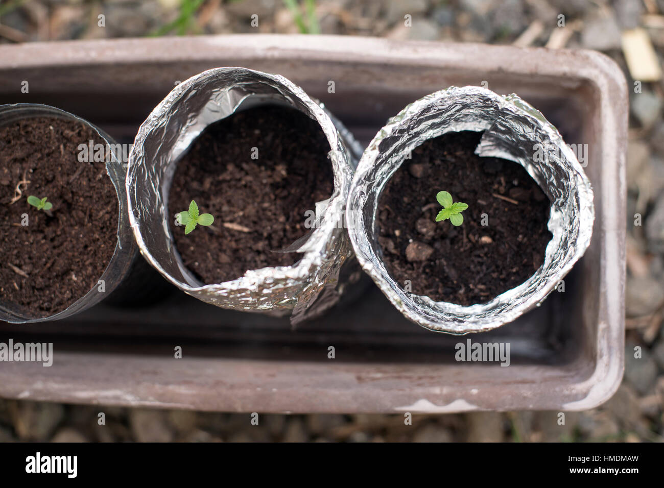 Marijuana sprout hi-res stock photography and images - Alamy