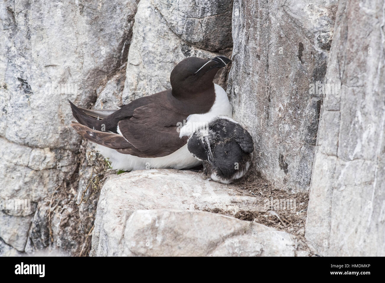 Razorbill with chick, Alca torda Stock Photo - Alamy