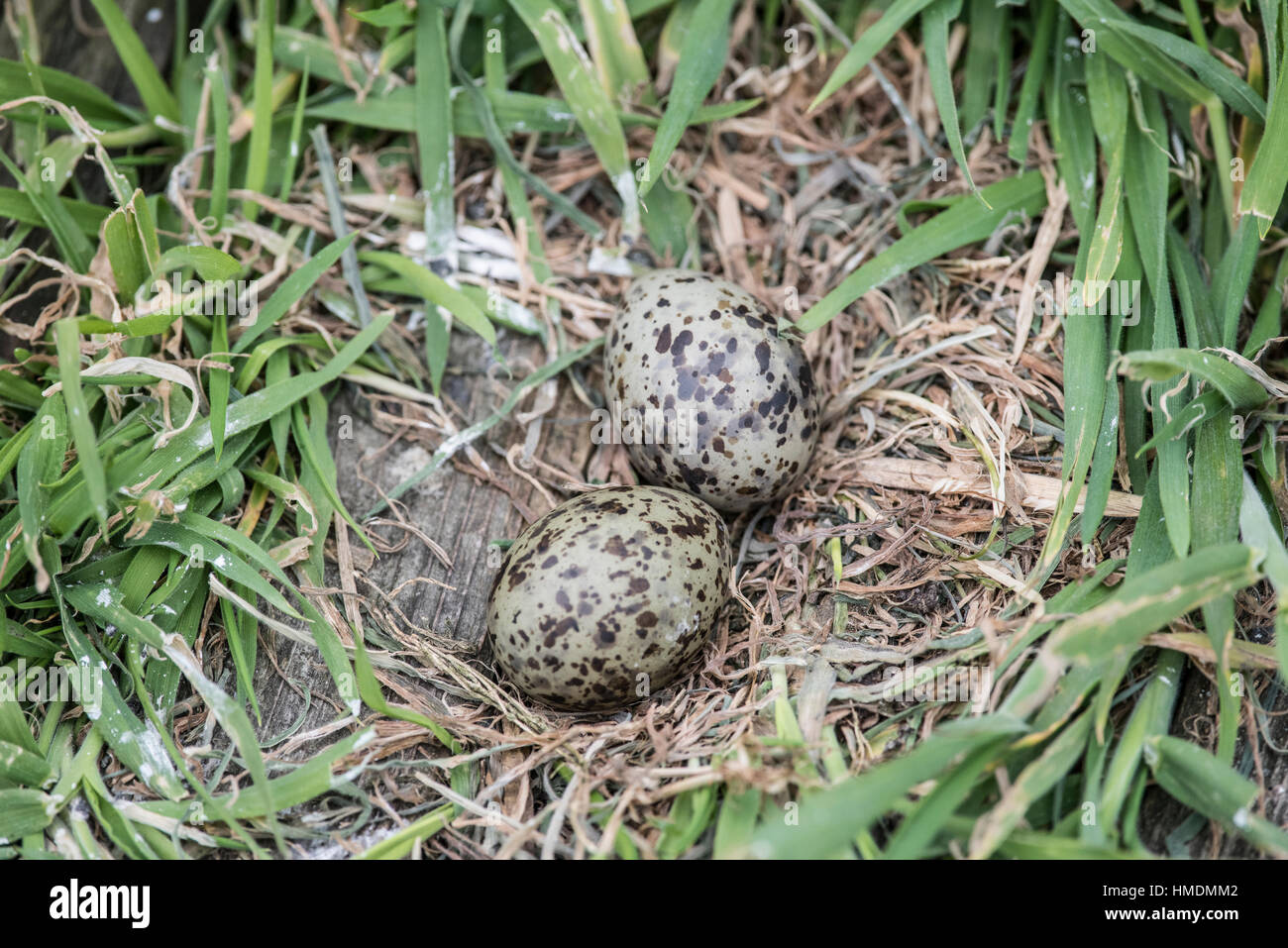 Arctic Tern nest with eggs, Sterna paradisaea Stock Photo - Alamy