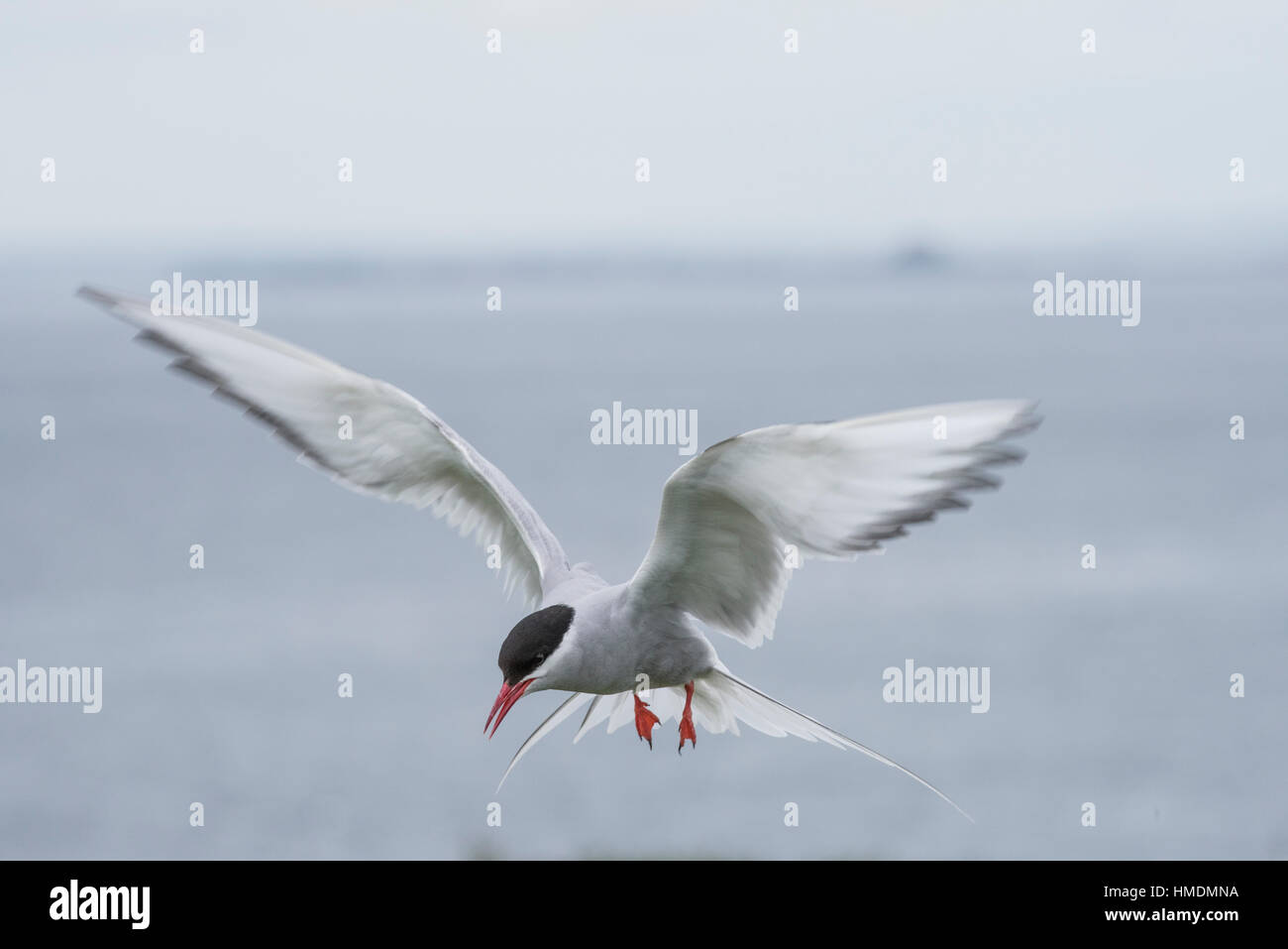 Arctic Tern, Sterna paradisaea, hovering Stock Photo - Alamy