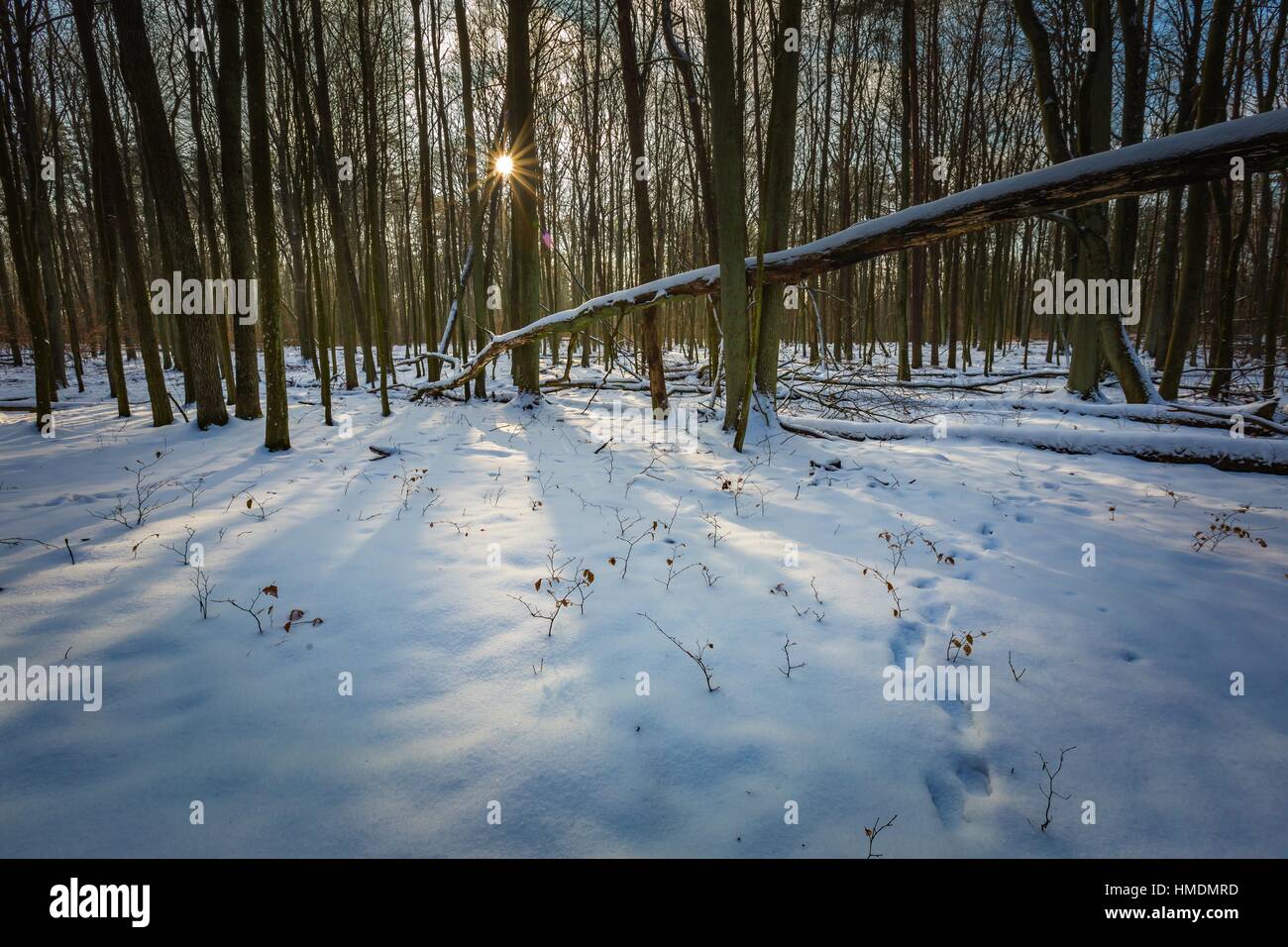 Winter polish forest. Beautiful snowy forest landscape in Poland Stock ...