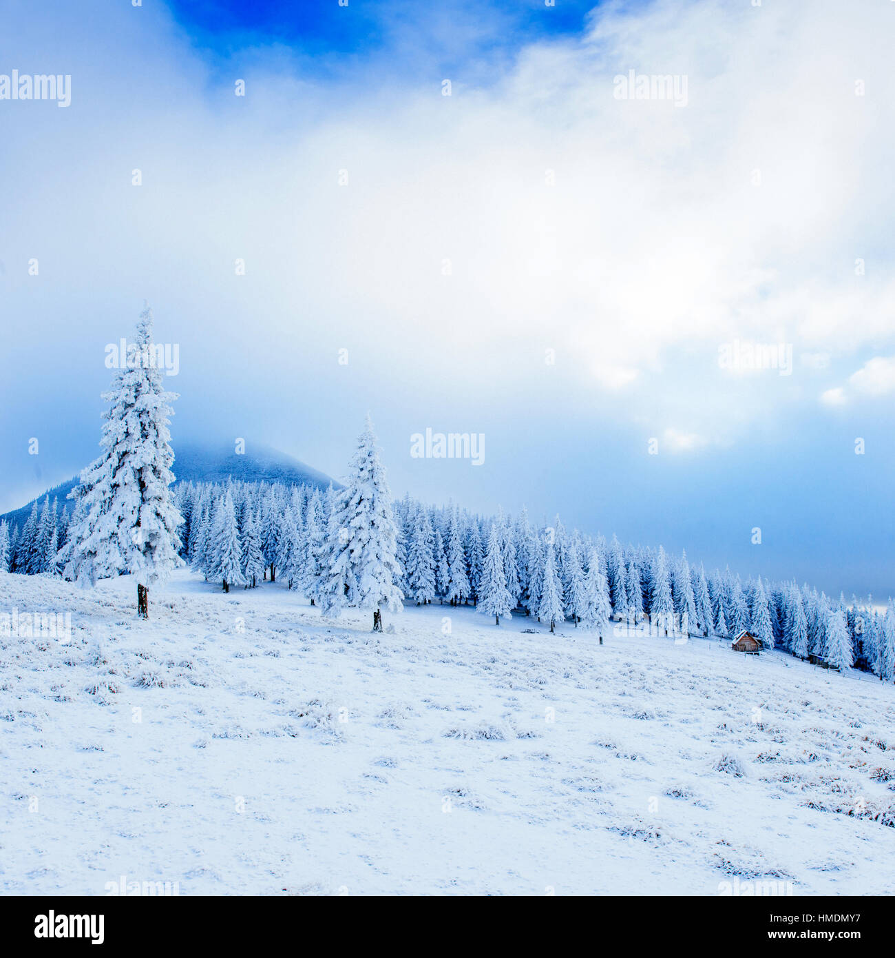 magical winter snow covered tree Stock Photo - Alamy