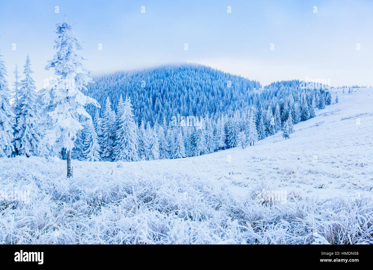 magical winter snow covered tree Stock Photo - Alamy
