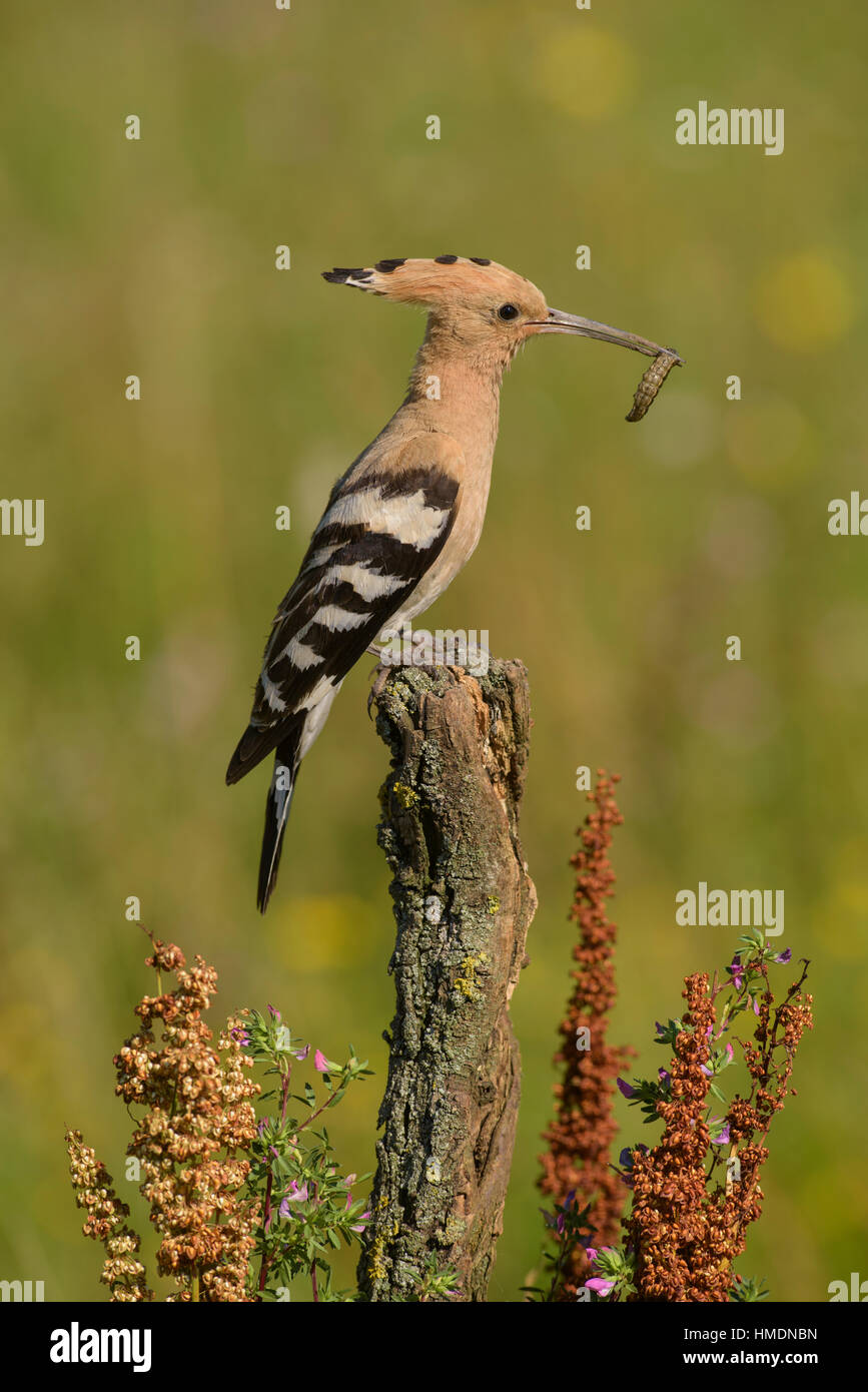 Upupa upupa hi-res stock photography and images - Alamy